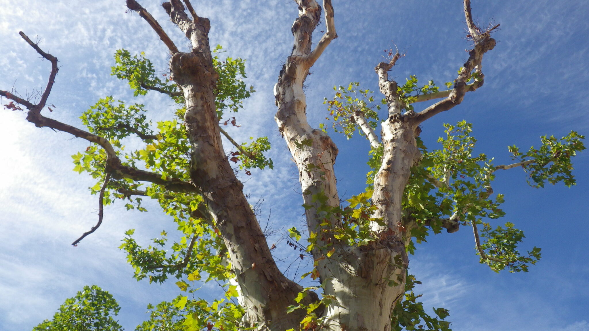 Colloque international sur le chancre coloré du platane, une maladie ...
